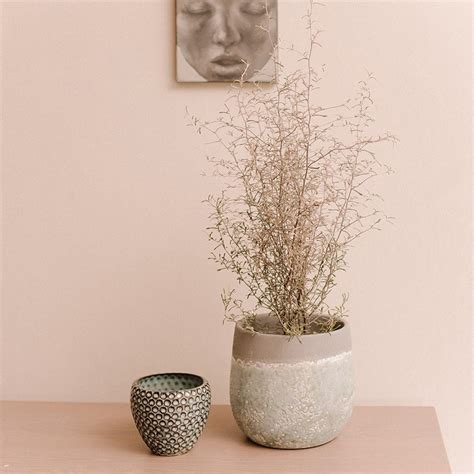 Plant Corokia Cotoneaster