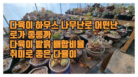 다육이 하우스 난로 어떤나무난로가 좋을까 취미로 좋은 다육이 크는것 보아도 좋네요 Youtube
