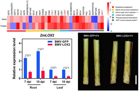 Genetics Of Maize Microbe Interactions Molecular Plant Pathology Vol