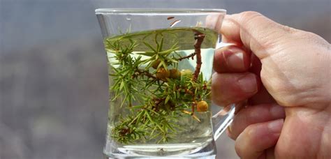 Ienupar Beneficii Utilizări și Rețete Cu Fructe și Boabe