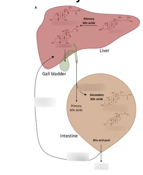 Synthesis Of Bile Acids Diagram Quizlet
