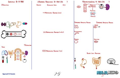 Hematology Pathology 001 Cbc Approach To Anemia Illustrations Handout Pdf