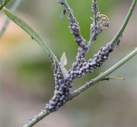 Cabbage Aphid Pests Of Bhutan
