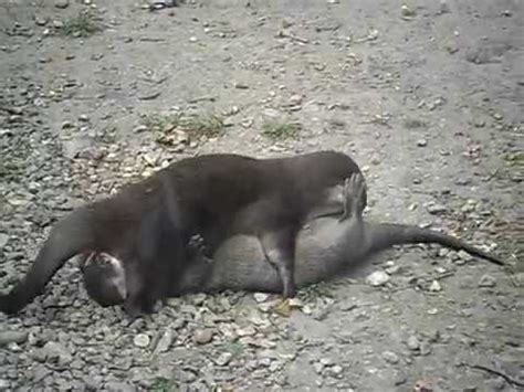 Otter Mating Sex Position YouTube