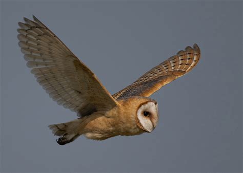 Dark Breasted Barn Owl Birdforum