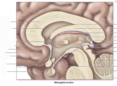 Diencephalon Diagram Quizlet
