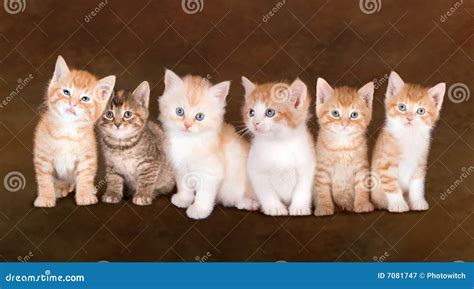 Kitten Siblings Stock Image Image Of Newborn Litter 7081747