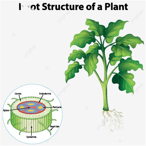 Diagram Yang Menunjukkan Struktur Akar Clipart Gambar Sel Tumbuhan Vektor Sel Gambar Clipart
