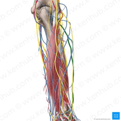 Cephalic Vein Anatomy And Clinical Points Kenhub