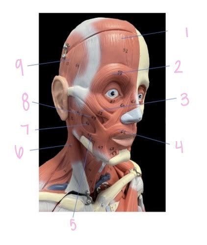 Anatomy And Physiology Exam 3 Flashcards Quizlet