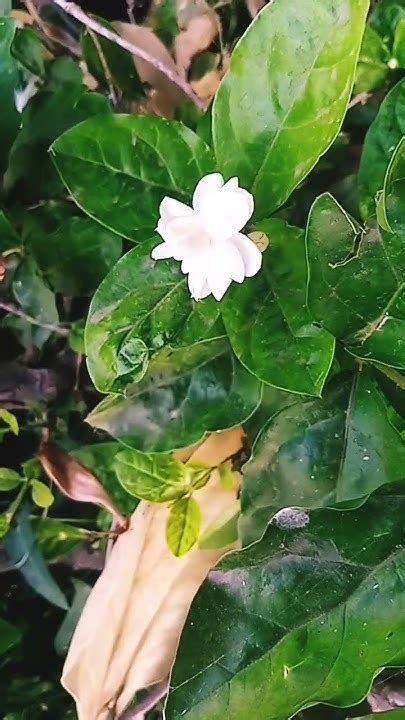 چنبیلی کے پھول Youtube