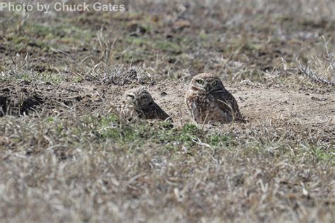 Burrowing Owl East Cascades Bird Alliance