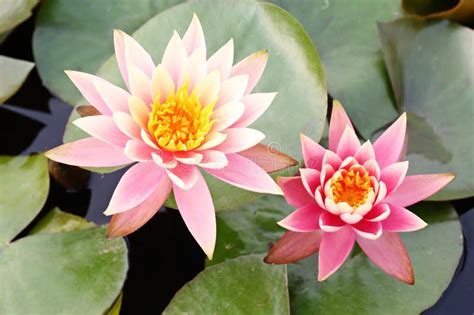 Two Light Red Nymphaea Flowers Stock Image Image Of Thick Undefined 363125251