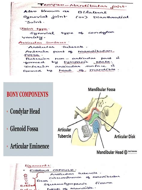 Tempromandibular Joint Pdf