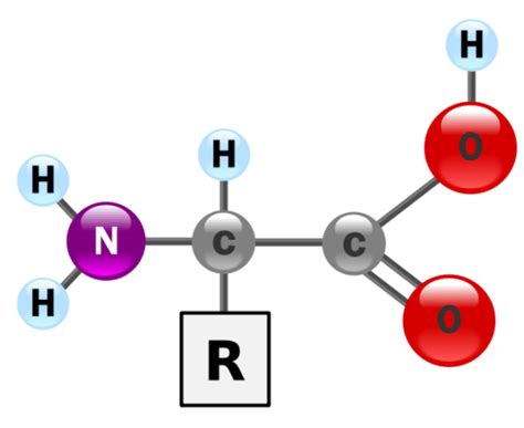 Difference Between Amphiprotic And Amphoteric Definition Compounds