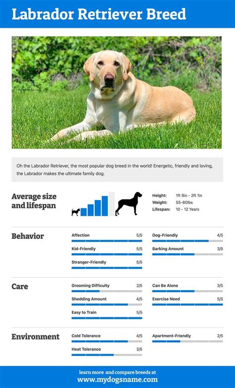 Labrador Retriever Facts And Information At Carmen Holbrook Blog