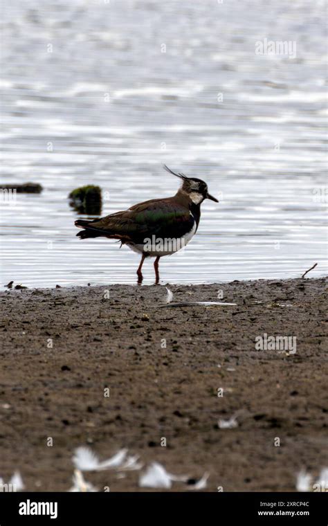 Northern Lapwing Observed At Swords Estuary Dublin Feeds On Insects