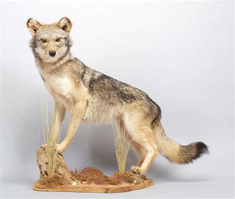 Lot 186 Taxidermy North American Coyote Canis