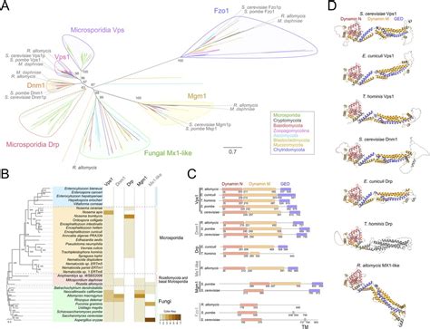 Biogenesis Inheritance And 3d Ultrastructure Of The Microsporidian