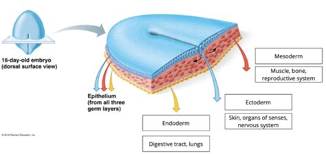 Neu2 The Development Of The Nervous System Flashcards Quizlet