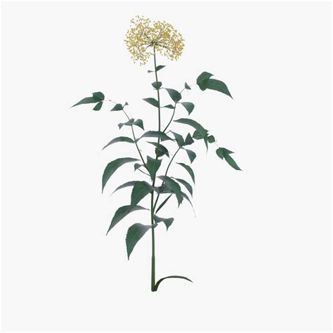 Angelica Root Model Turbosquid 1952632