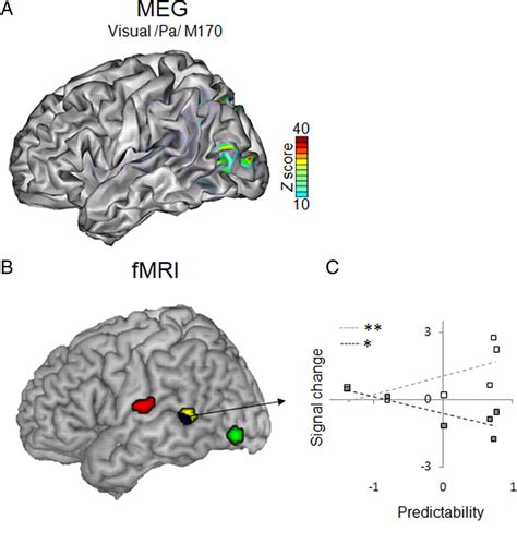 Dual Neural Routing Of Visual Facilitation In Speech Processing Journal Of Neuroscience