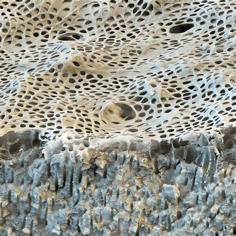 Tooth Dentine Sem Stock Image P4860153 Science Photo Library