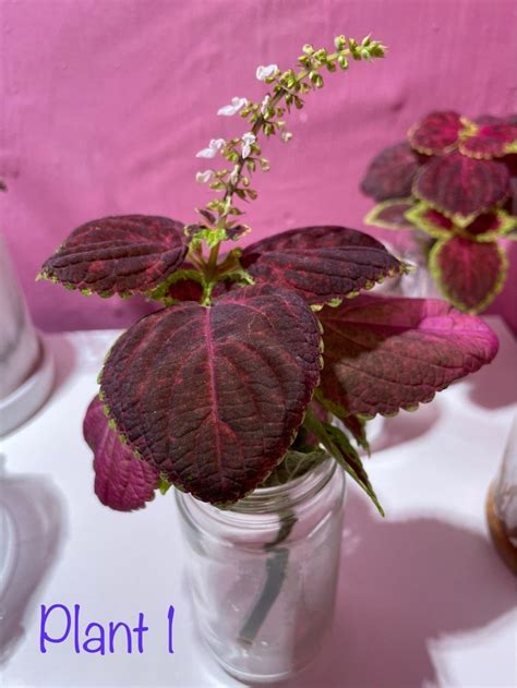 Coleus Stem Cut With Roots Furniture And Home Living Gardening