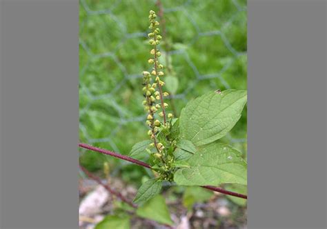 Giant Ragweed Cals