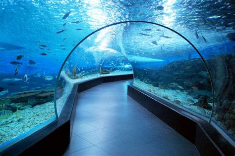 Manila Ocean Park All You Need To Know Before You Go 2025
