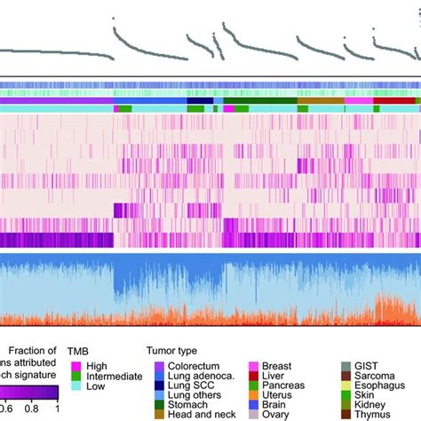 Spectra Of Somatic Mutations And Mutational Signature Mutation Download Scientific Diagram