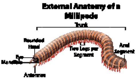 Millipedes Outer Body Structure Captured On A White Backdrop Vector