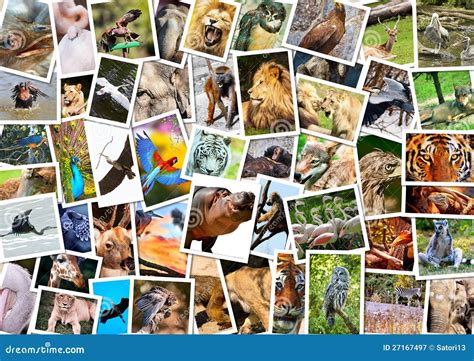 Wildlife Collage Wallpaper
