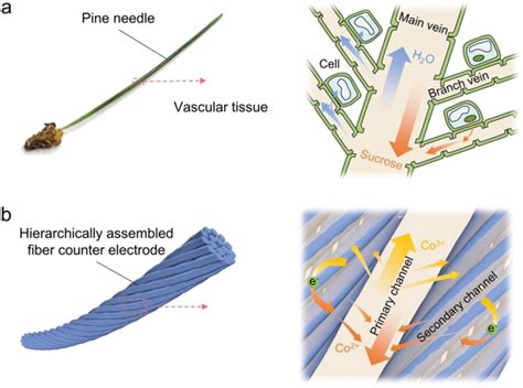 Structures Of Pine Needle And Hcnt Fiber Counter Electrode A