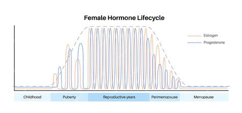 Estrogen Diagram