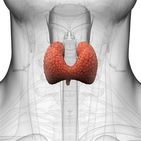 Hypothyroid In Men What Are Underactive Thyroid Symptoms Mens Health