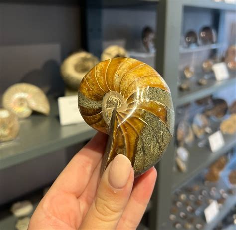 Living Fossils The Ancient Beauty Of Nautiloids
