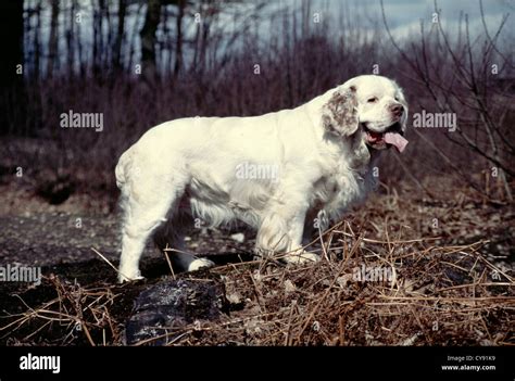 What Is The Largest Spaniel Breed