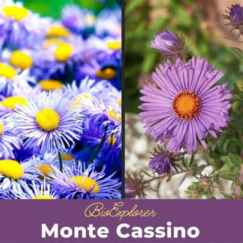 Monte Cassino Flower Dense Flowered Aster