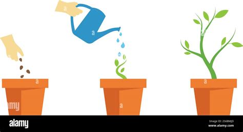 Plant Life Process Illustrtation Vector Flat Design Stock Vector Image