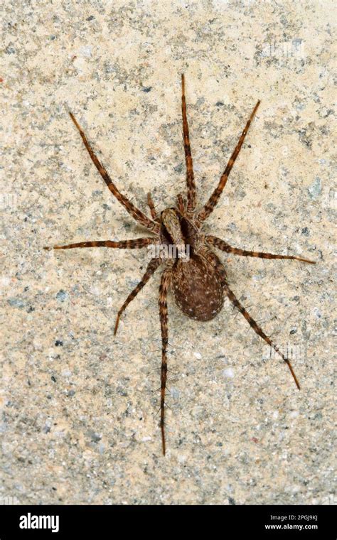 Wolfsspinne Erdspinne Pardosa Lugubris Draufsicht Deutschland