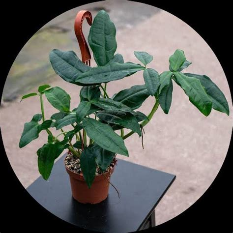 Buy Syngonium Auritum Five Fingers Exotic Plant Online