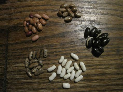 How To Save Bean Seeds Insteading