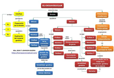 Mapa Conceptual El Ciclo Celular