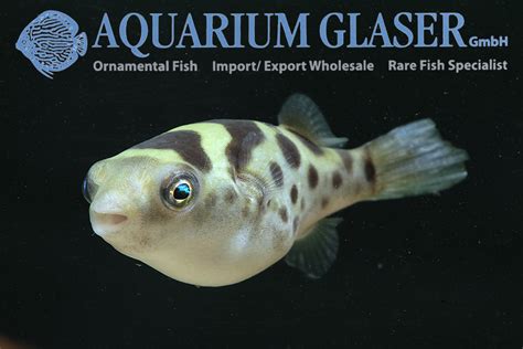 Dichotomyctere Fluviatilis Formerly Tetraodon Fluviatilis Aquarium