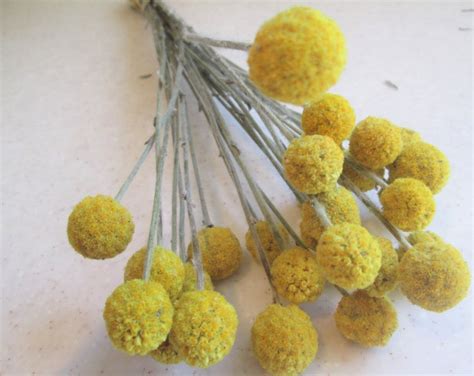 25 Yellow Billy Balls Billy Buttons Crespedia Craspedia Etsy