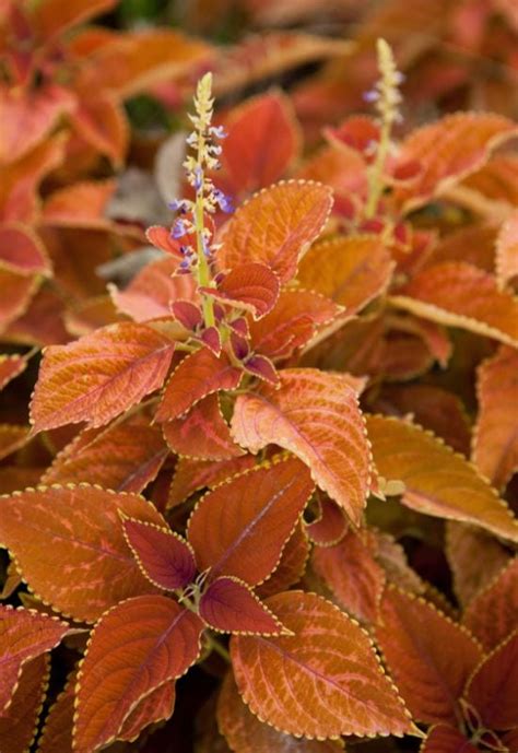 25 Colorful Coleus Plant Varieties To Set Your Garden Or Home Ablaze