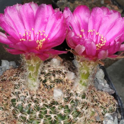 Lobivia Tiegeliana Plant Care And How To Grow Water