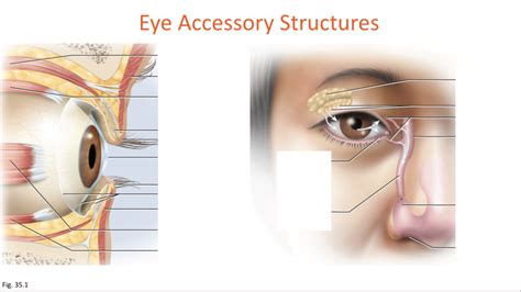 Accessory Structures Of The Eye Diagram Quizlet