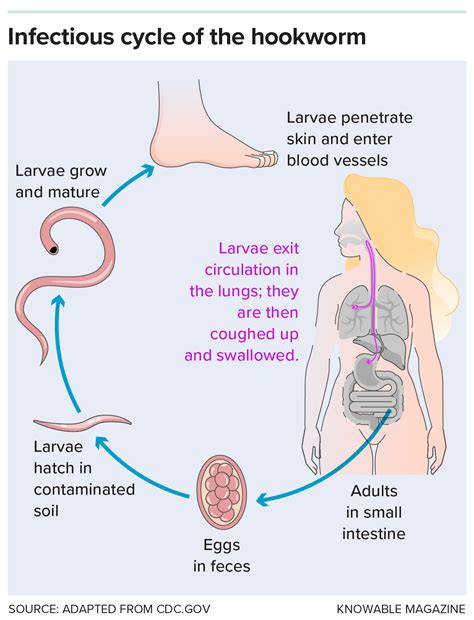 Hookworms In Humans Symptoms Treatment Life Cycle
